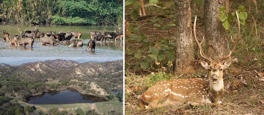 Sukhna Wildlife Sanctuary (Nepli/ Kansal Forests) - Blog